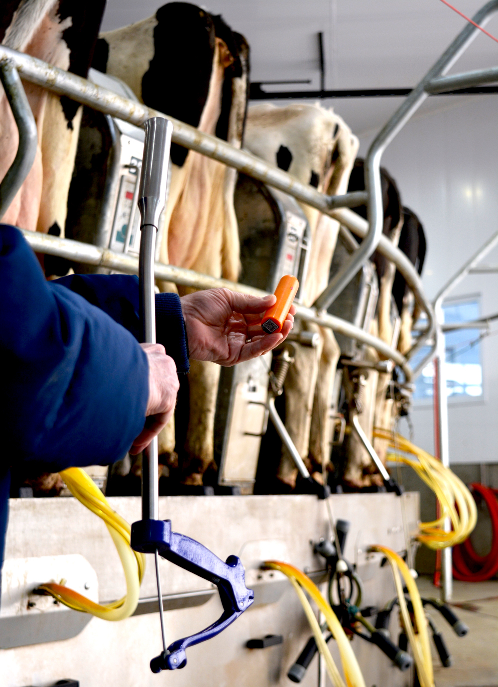 Automating dairy cattle health monitoring - from the inside | Farmtario Automating dairy cattle health monitoring - from the inside | Farmtario