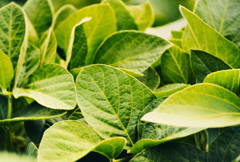 Getting Answers Directly From Your Plants Farmtario